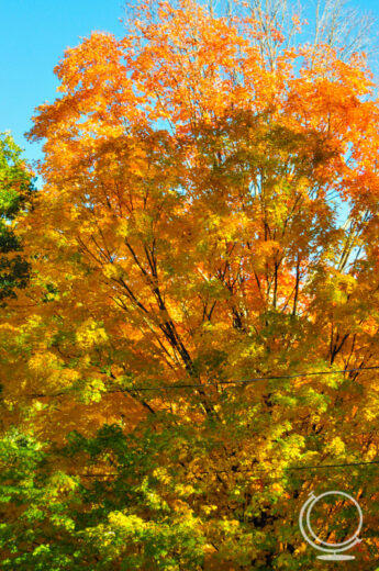 13+ Best Ways to Enjoy the Fall in Massachusetts - Family Travel Magazine