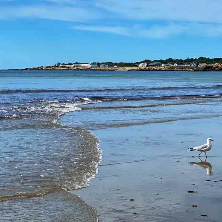 Guide To Cape Cod Rail Trail: See the Beauty of Cape Cod - Family ...